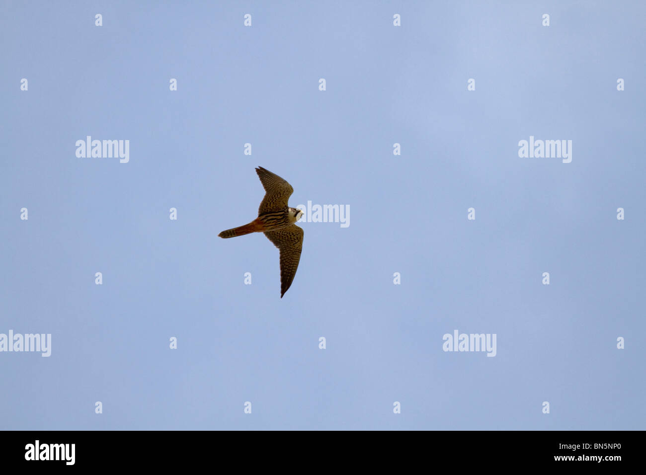 Hobby flight bird hi-res stock photography and images - Alamy
