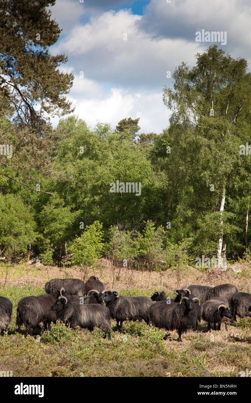 Hollesley Common; Suffolk; wildlife trust reserve; grazed by Hebridean ...