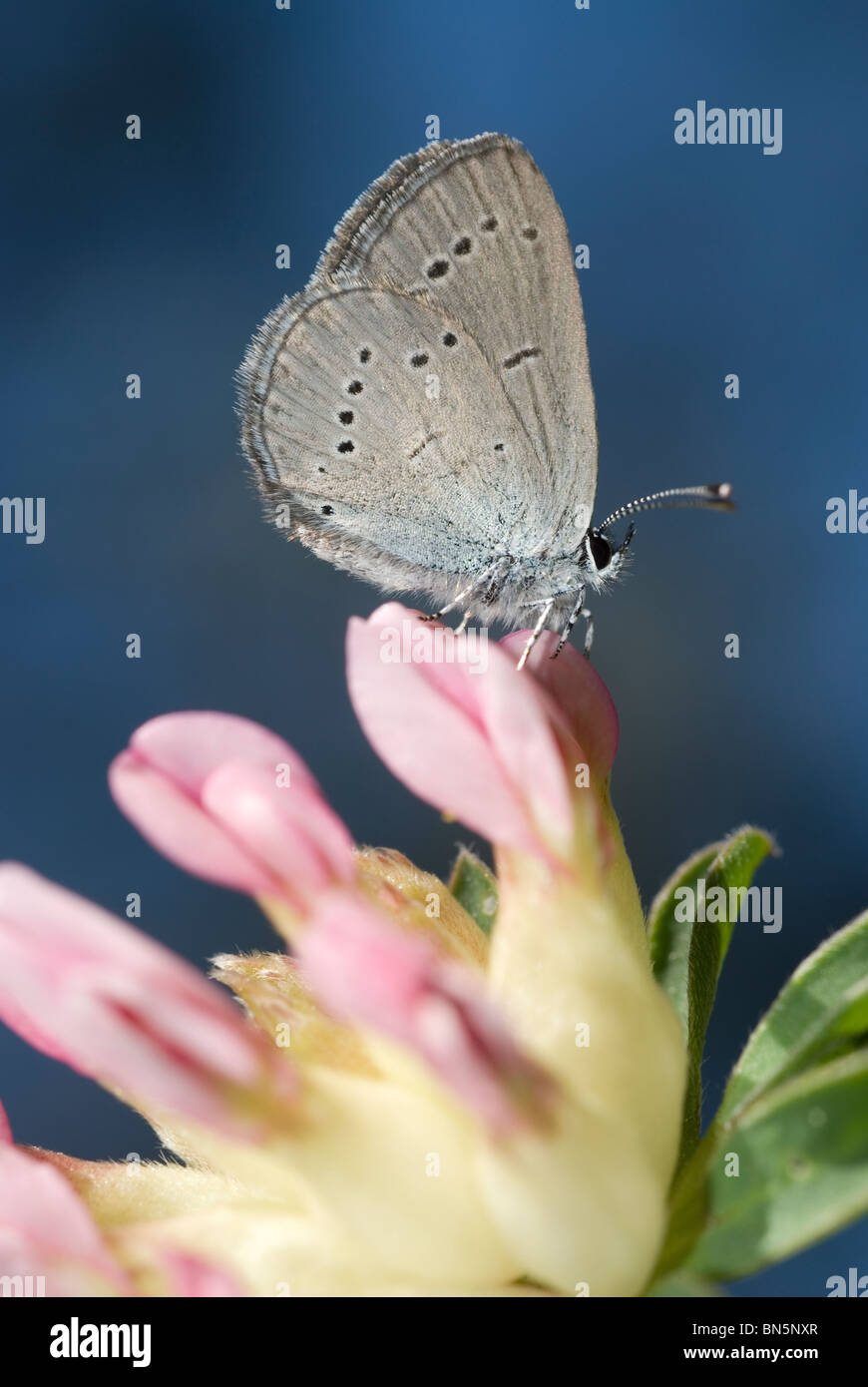 Small blue butterfly hi-res stock photography and images - Alamy