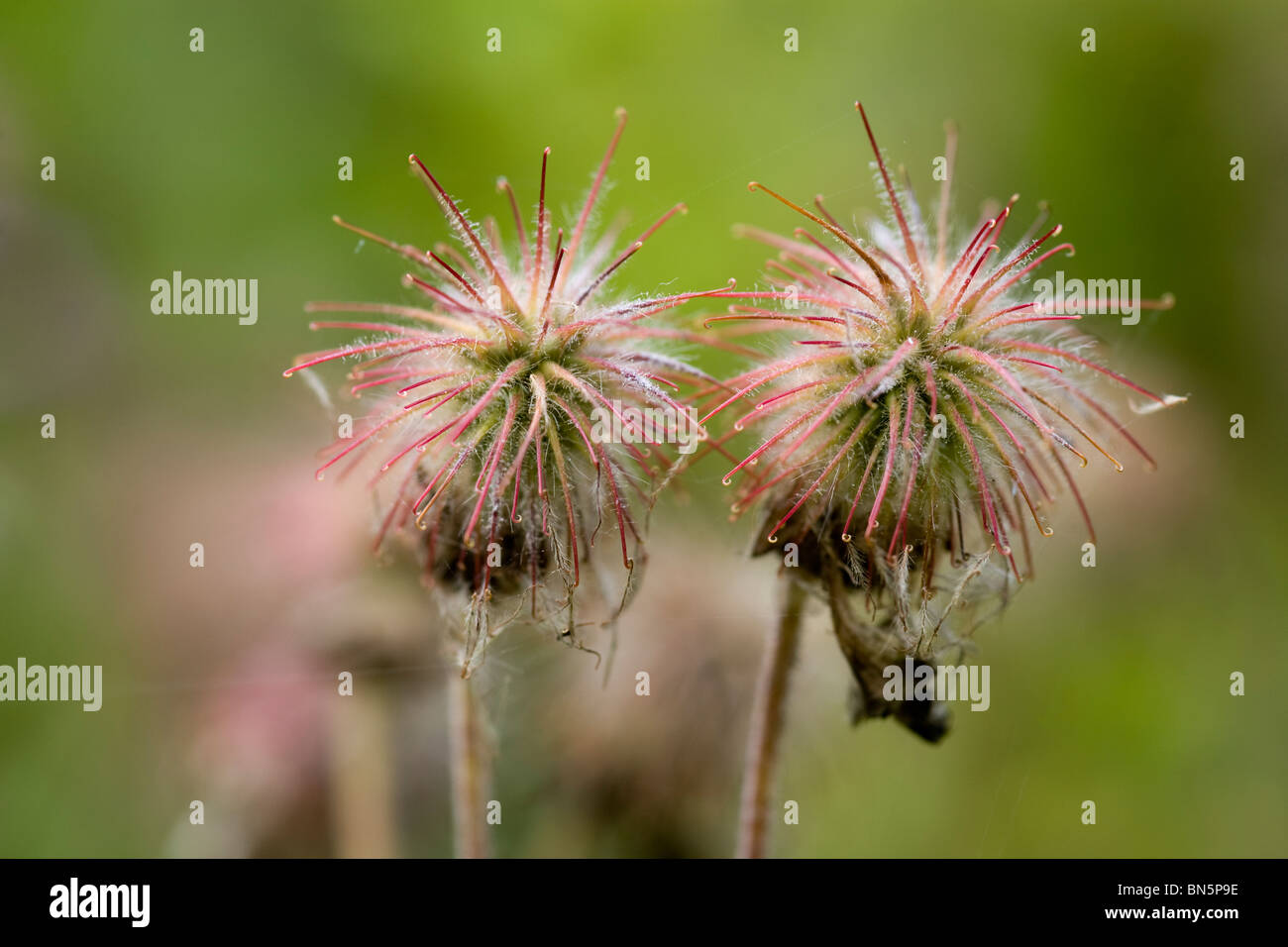 Spiky seedheads hi-res stock photography and images - Alamy