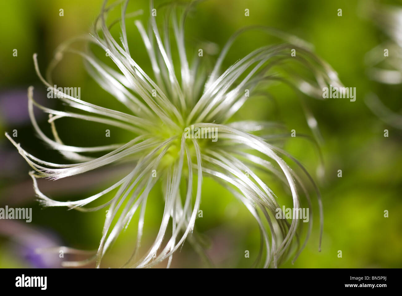 Attractive seedhead hi-res stock photography and images - Alamy