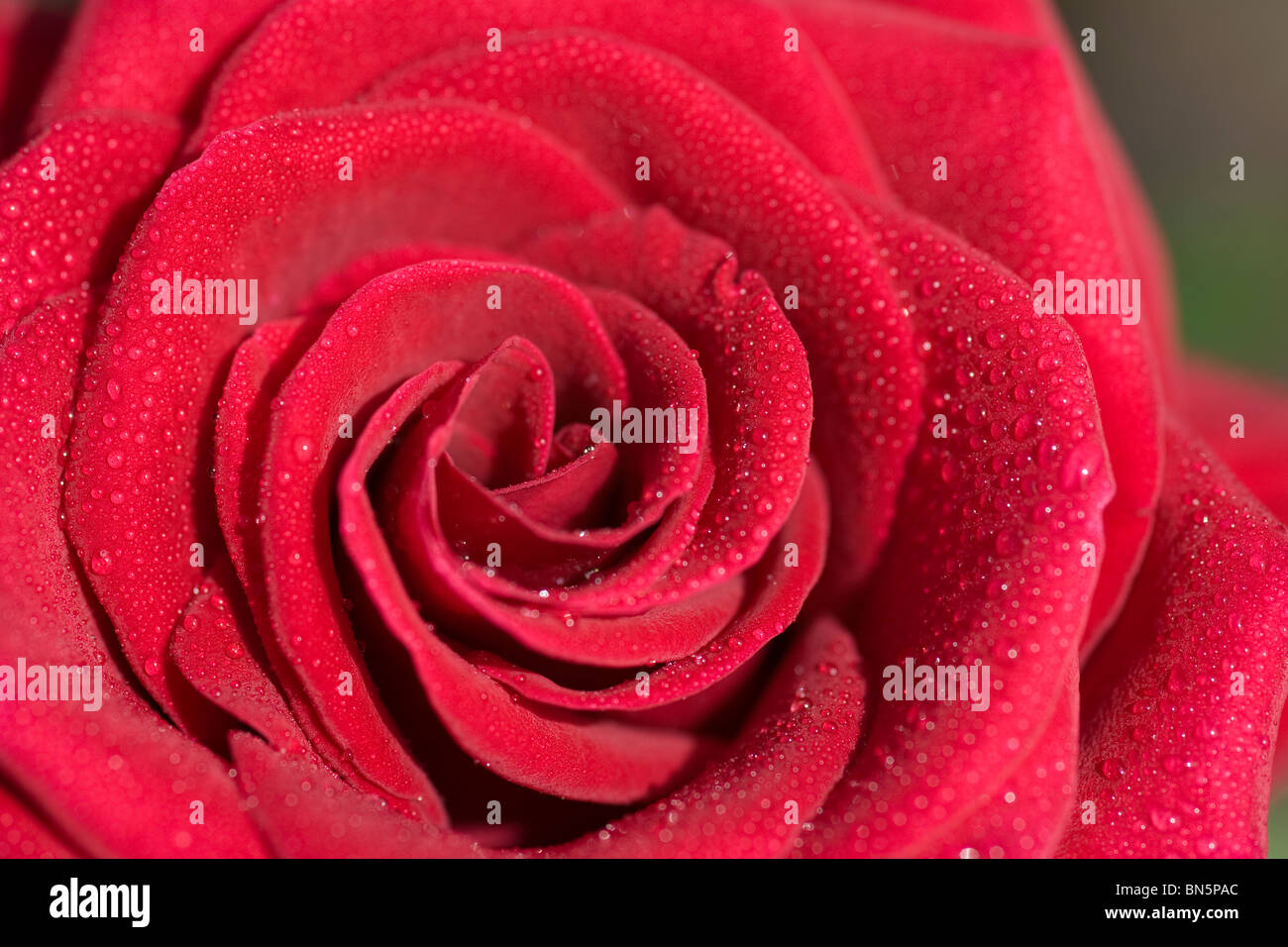 Full blooming deep red hi-res stock photography and images - Alamy