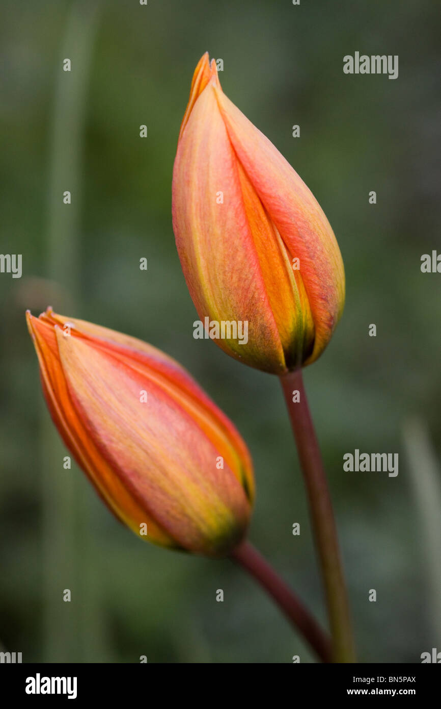 Orphanidea hi-res stock photography and images - Alamy