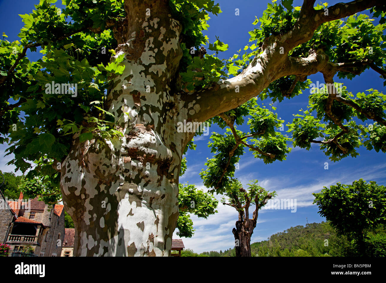 Village trees hi-res stock photography and images - Alamy