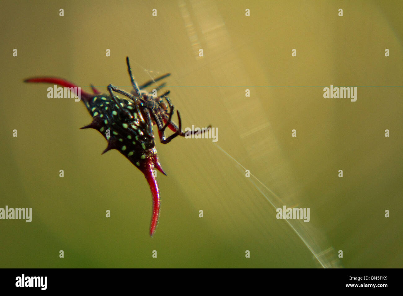 South african spider hi-res stock photography and images - Alamy