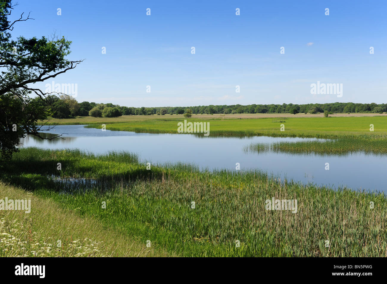 Marsh lands hi-res stock photography and images - Alamy