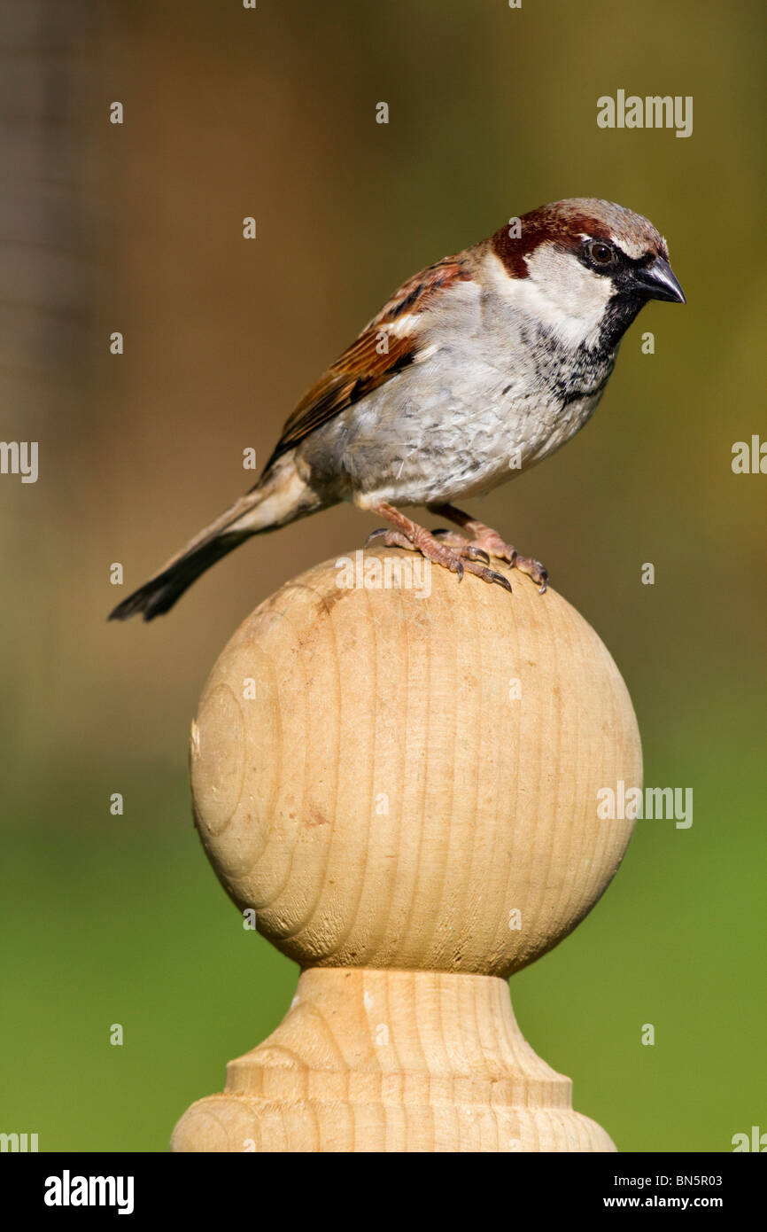 House sparrow fence hi-res stock photography and images - Alamy