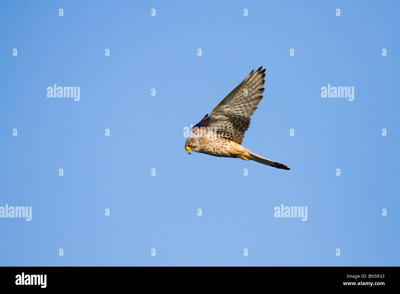 Male kestrel in flight hi-res stock photography and images - Alamy