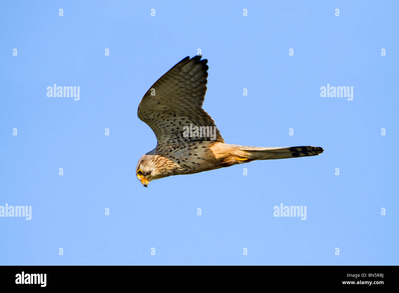 Male kestrel in flight hi-res stock photography and images - Alamy