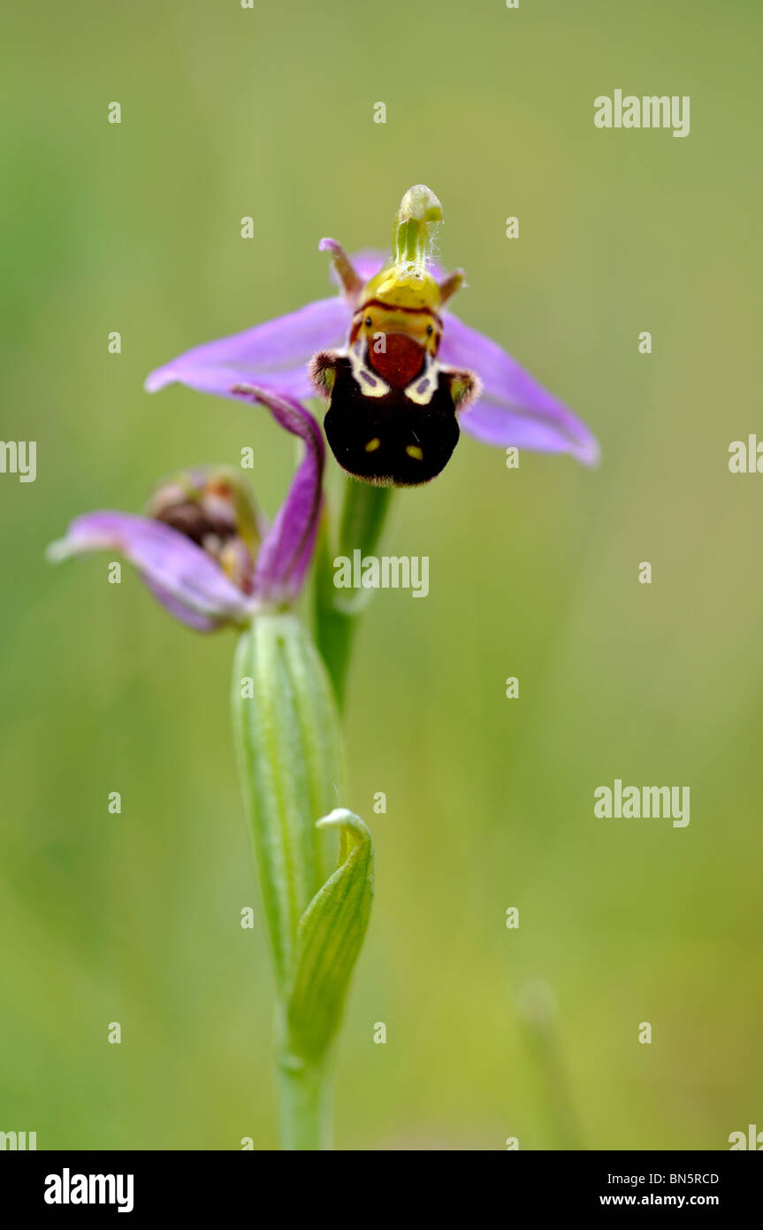 Bee Orchid, Ophrys apifera Stock Photo - Alamy