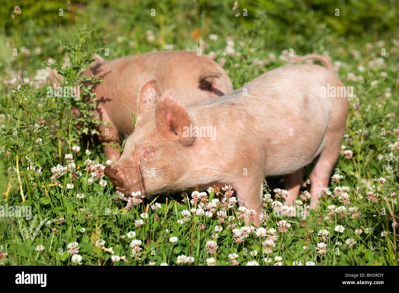 Piglets; large white crossed with middle white; about 10 weeks old ...