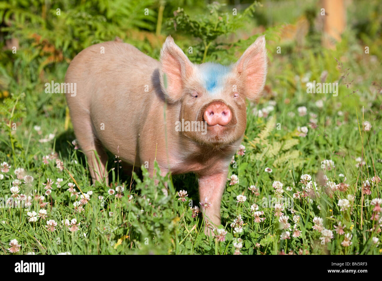 Piglet large white crossed middle hi-res stock photography and images ...