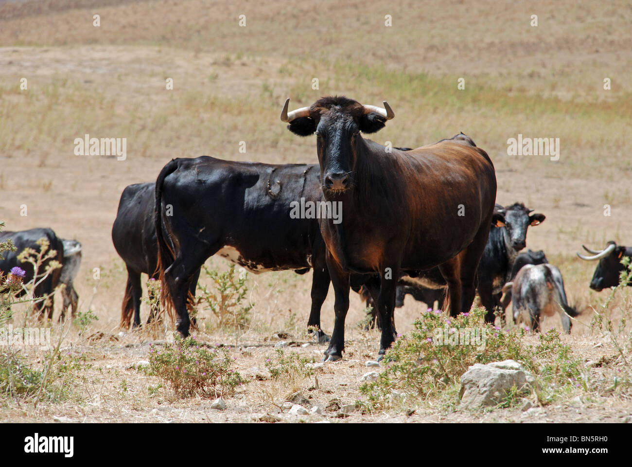 Bulls in field, Medina Sidonia, Cadiz Province, Andalucia, Spain ...