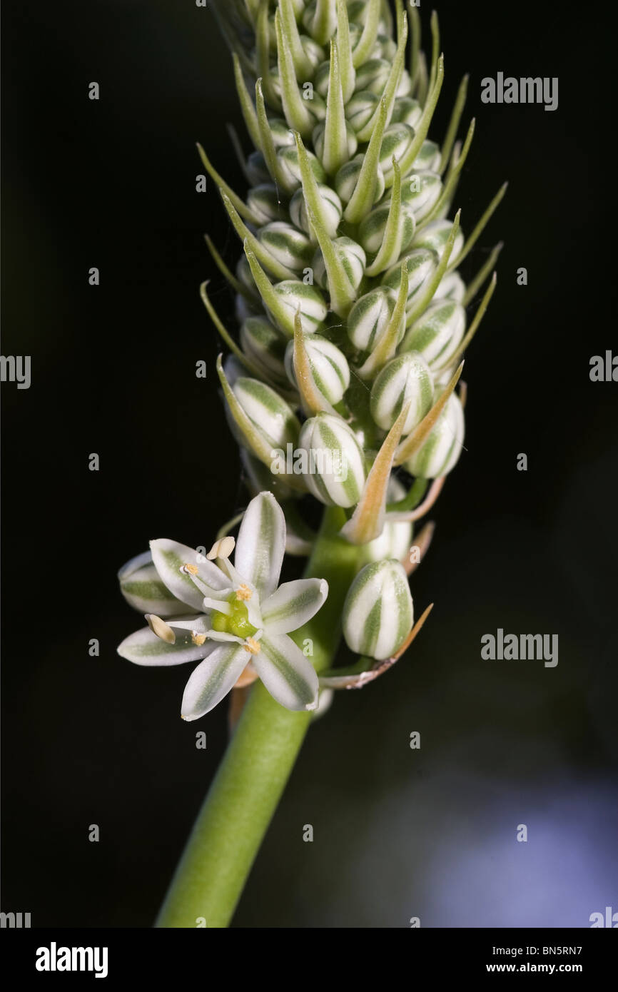 Spring awakens and the first flowers appear Stock Photo - Alamy