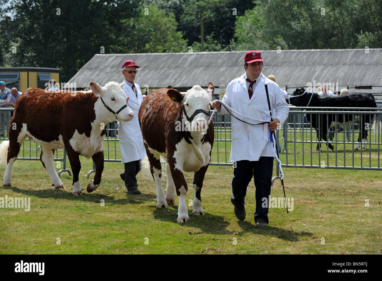 Prize bull uk hi-res stock photography and images - Alamy
