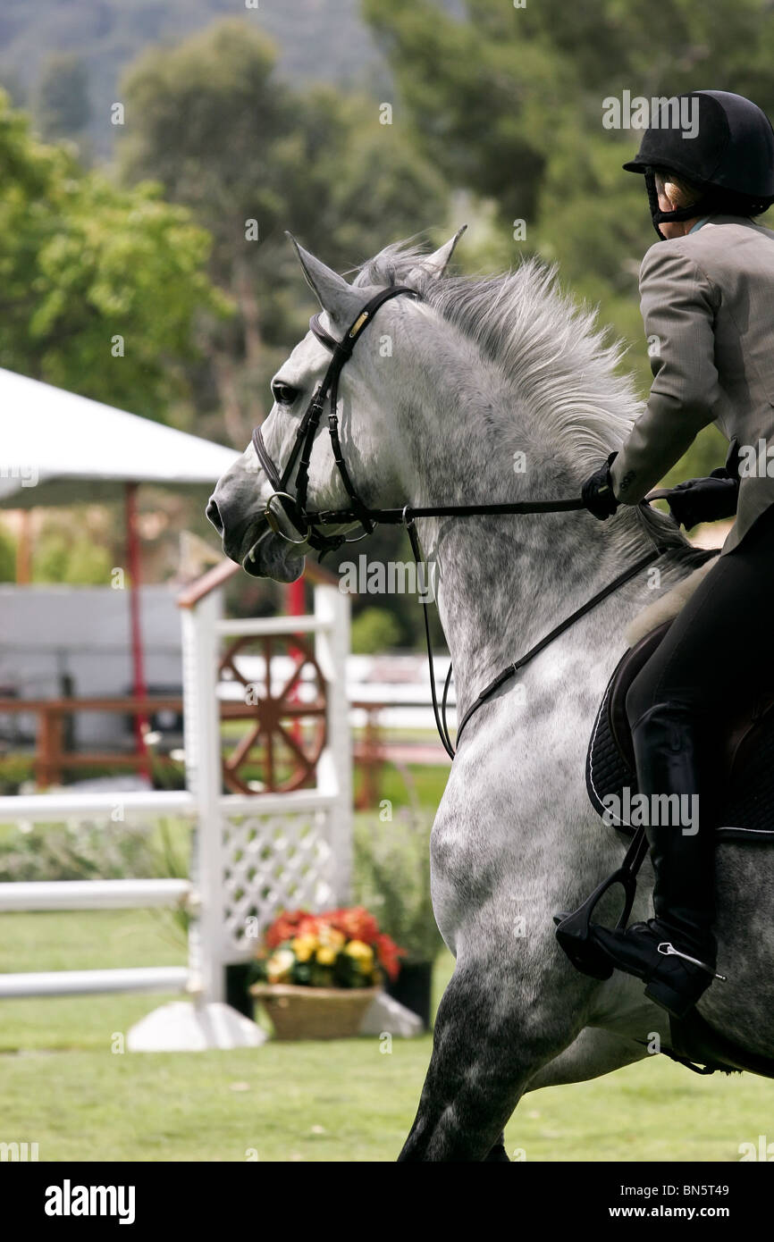 Show jumping horse hi-res stock photography and images - Alamy