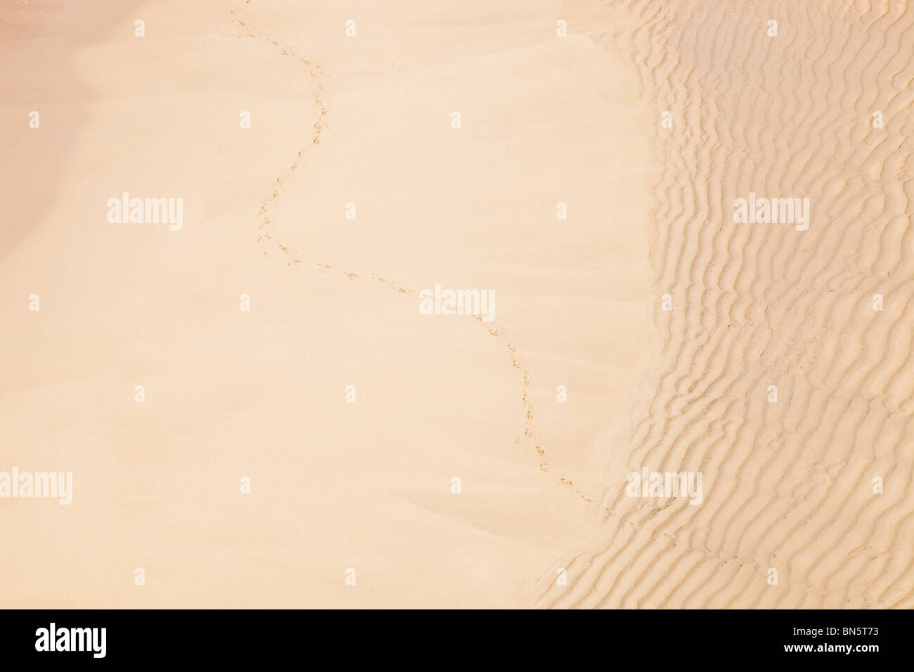 Footprints left by a man meandering on Porthcurno beach, Cornwall, UK ...
