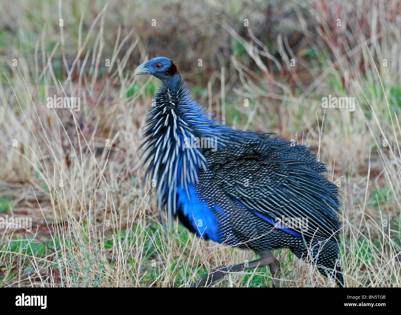 Vulturine guineafowl hi-res stock photography and images - Alamy