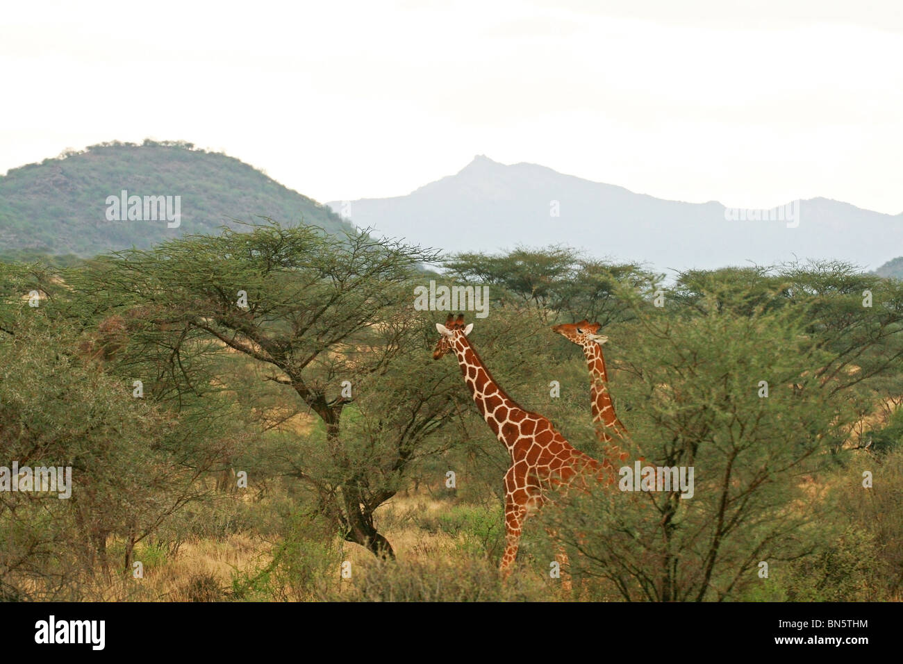 Reticulated Giraffes eating leaves from Acacia trees. Picture taken in ...