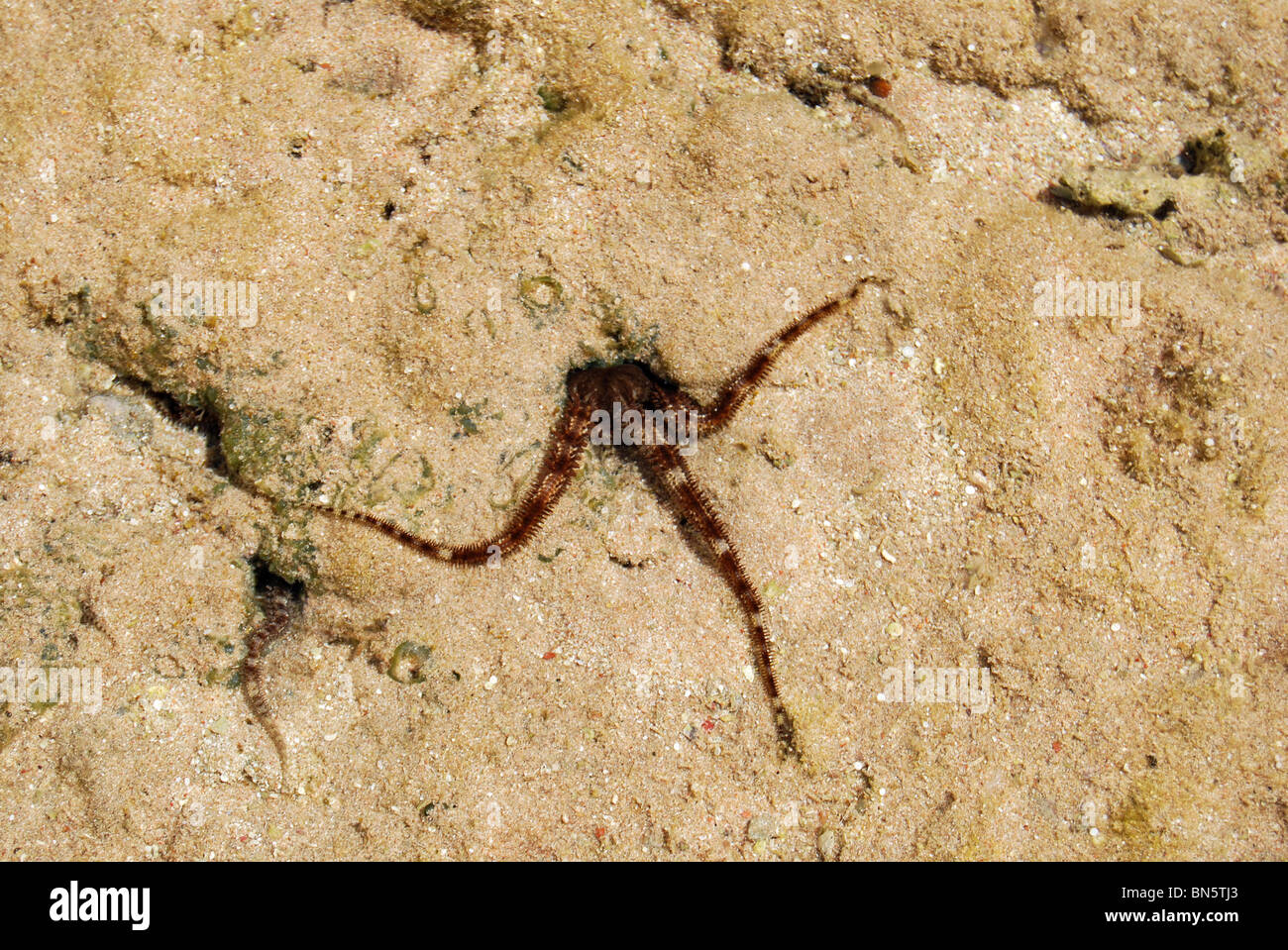 brittle star ophiocoma erinaceus number 2935 Stock Photo - Alamy