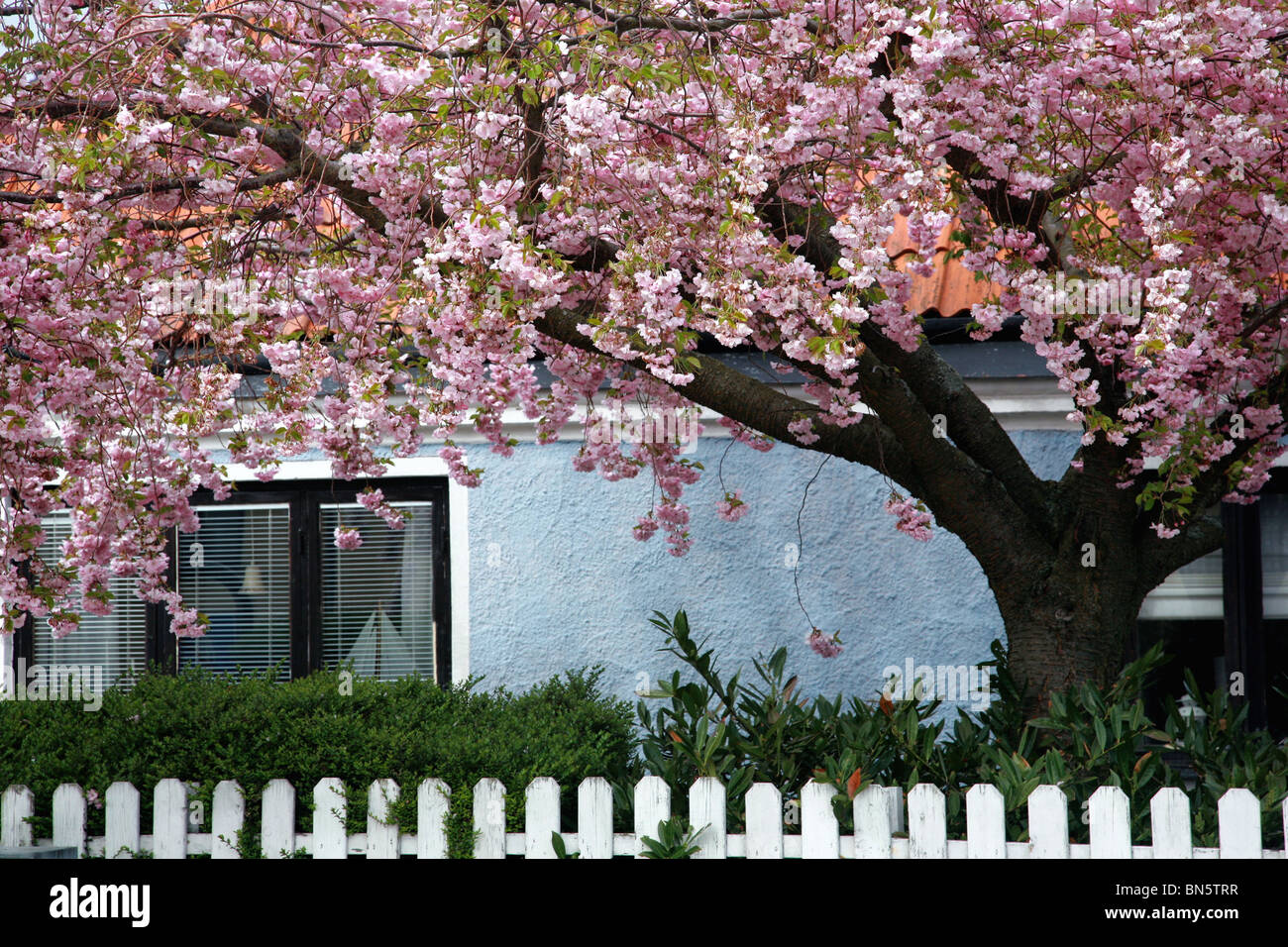 Tree full of flowers Stock Photo - Alamy