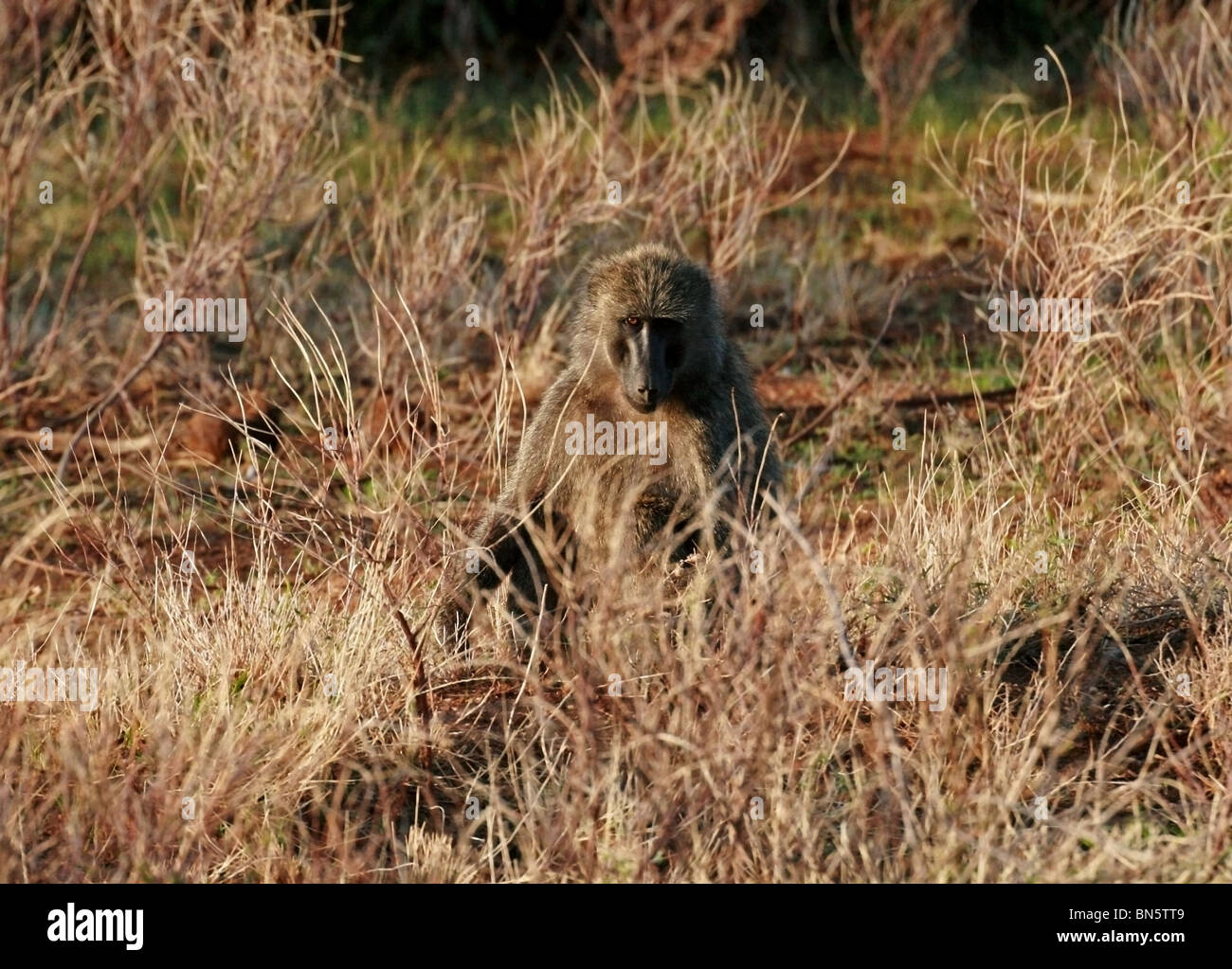 Olive Baboon sitting in the bushes of Samburu National Reserve, Kenya ...