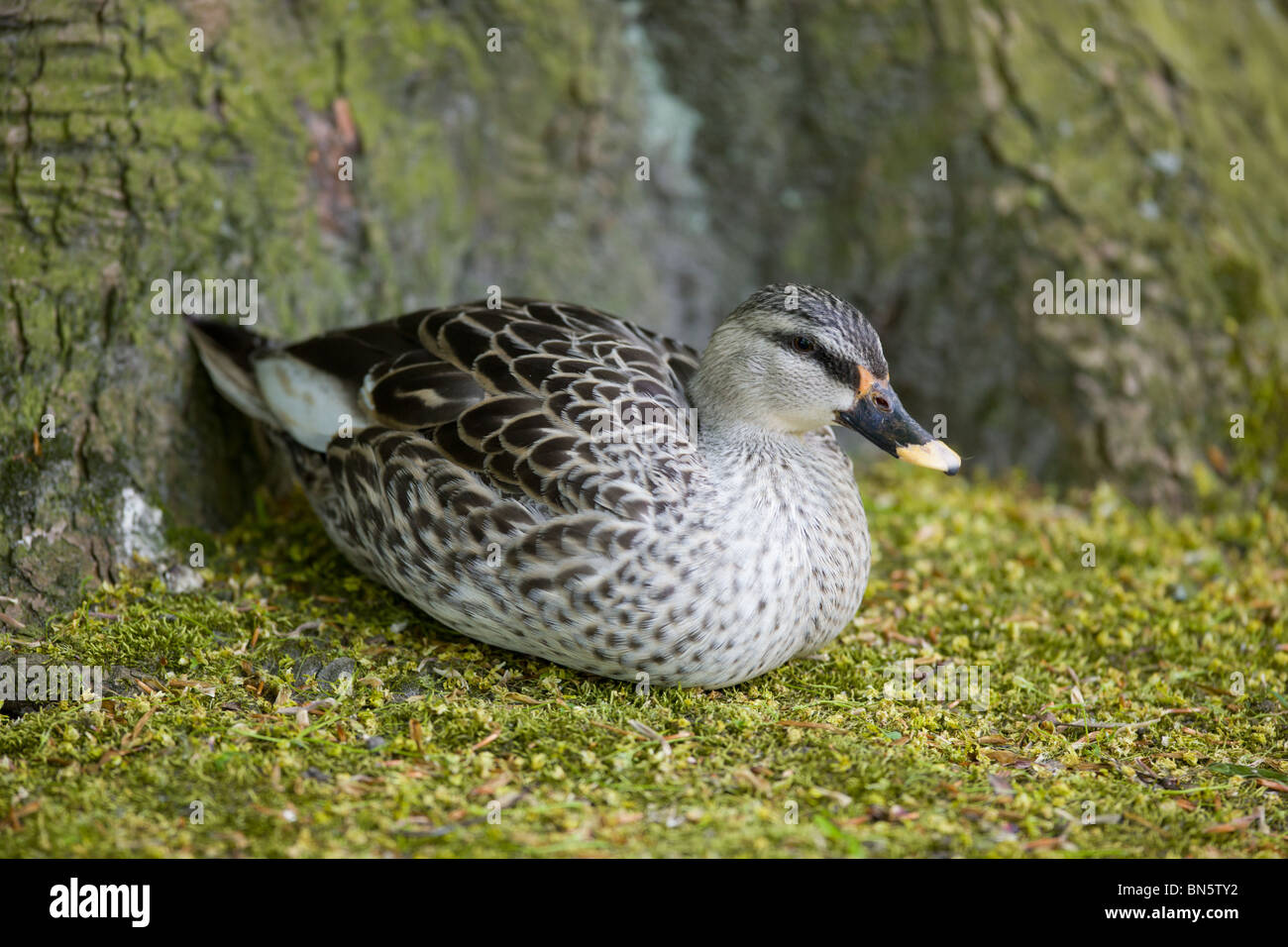 Indian spot billed Duck or Spotbill - Anas poecilorhyncha Stock Photo ...
