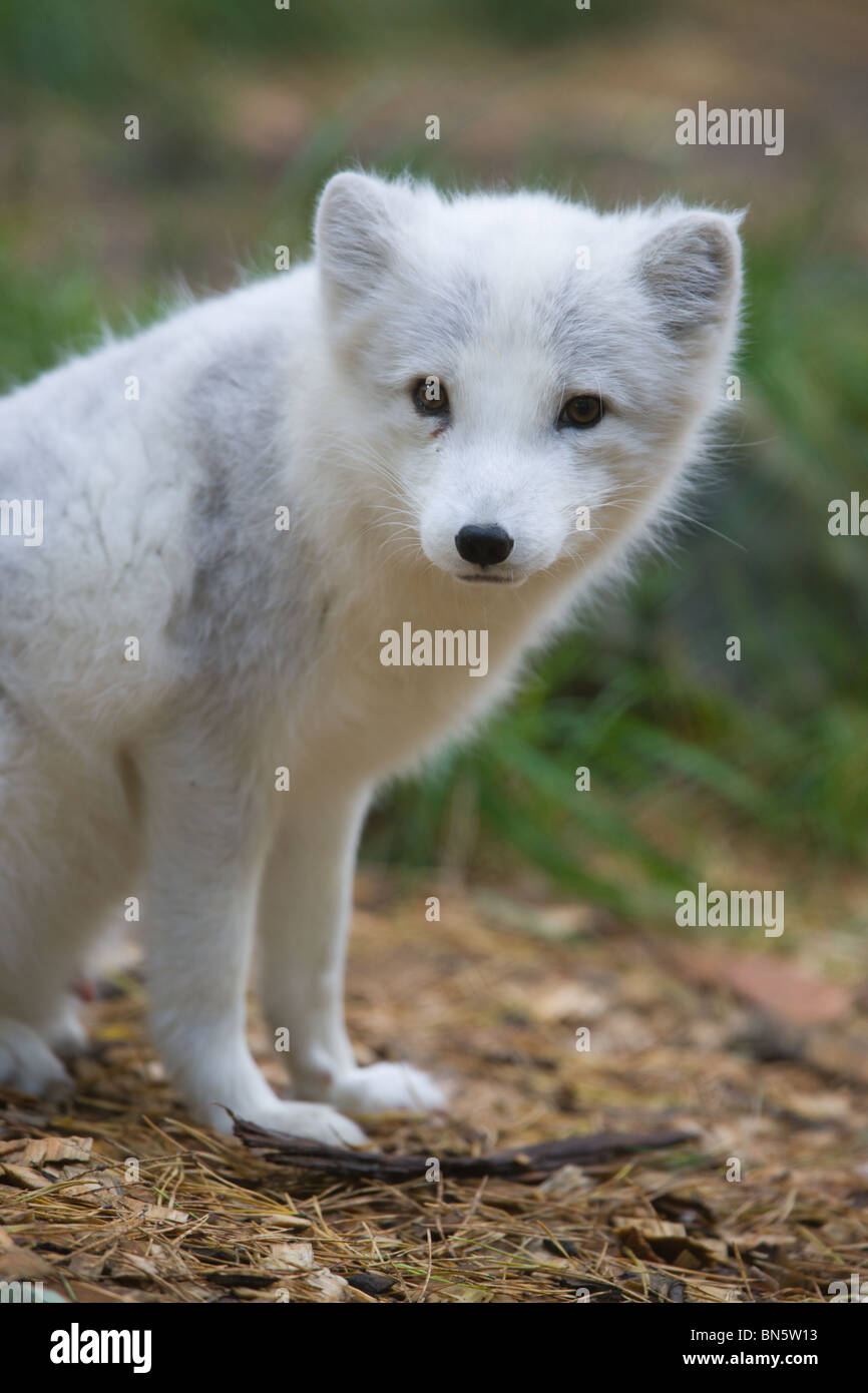 Arctic fox young hi-res stock photography and images - Alamy