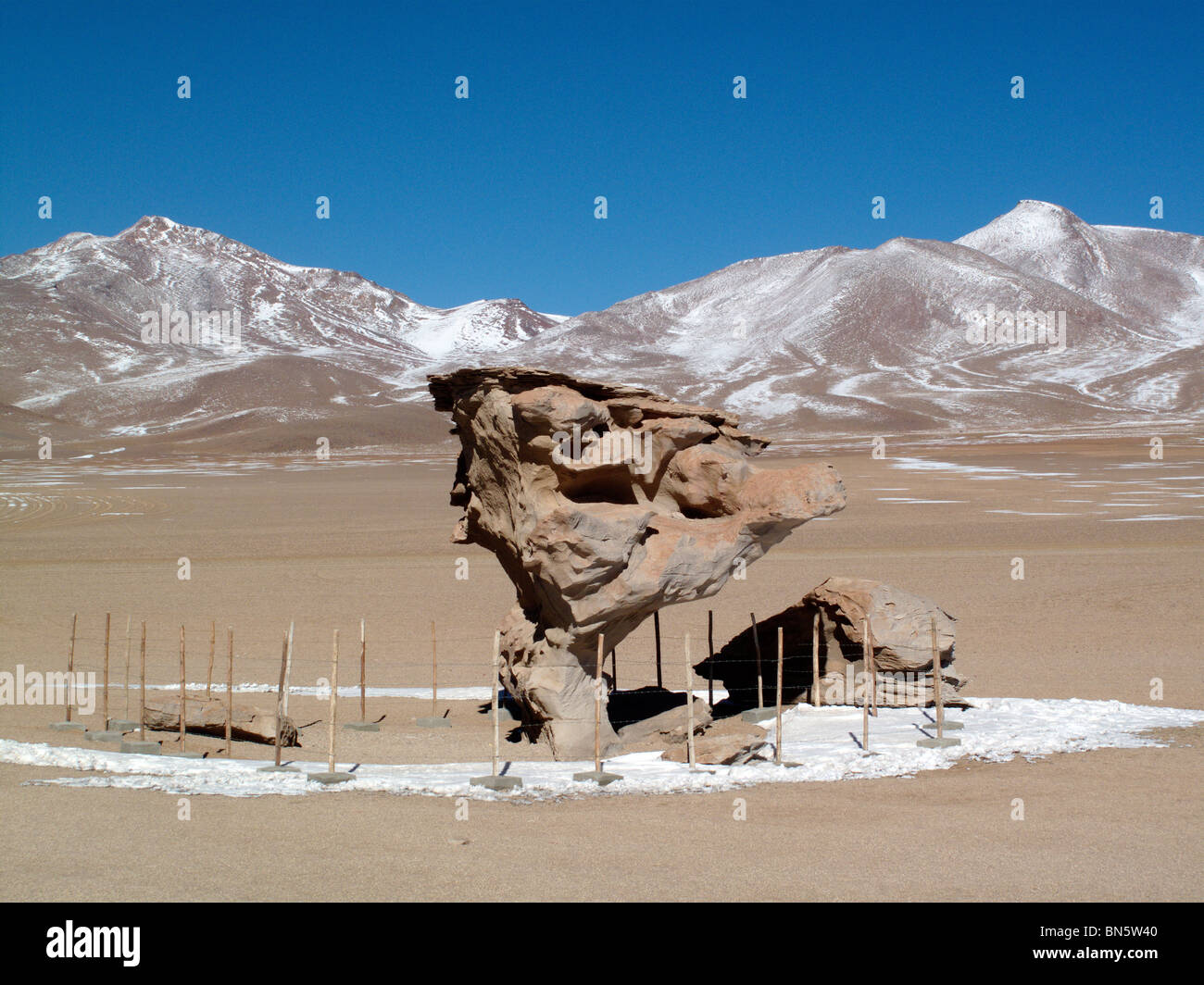 Tree arbol bolivia hi-res stock photography and images - Alamy