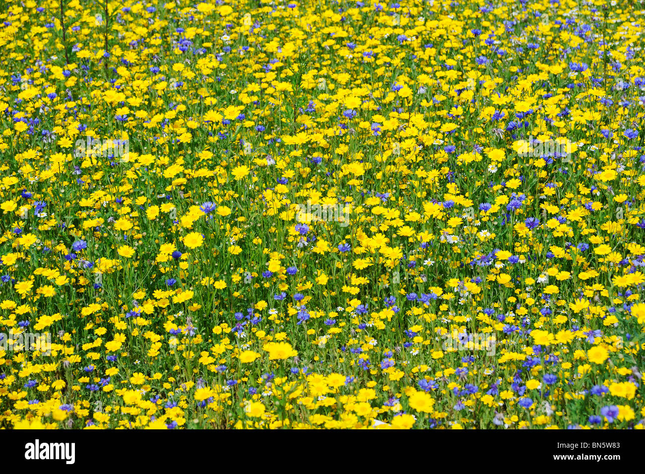 Carpet of wild flowers on the roadside verge Stock Photo - Alamy