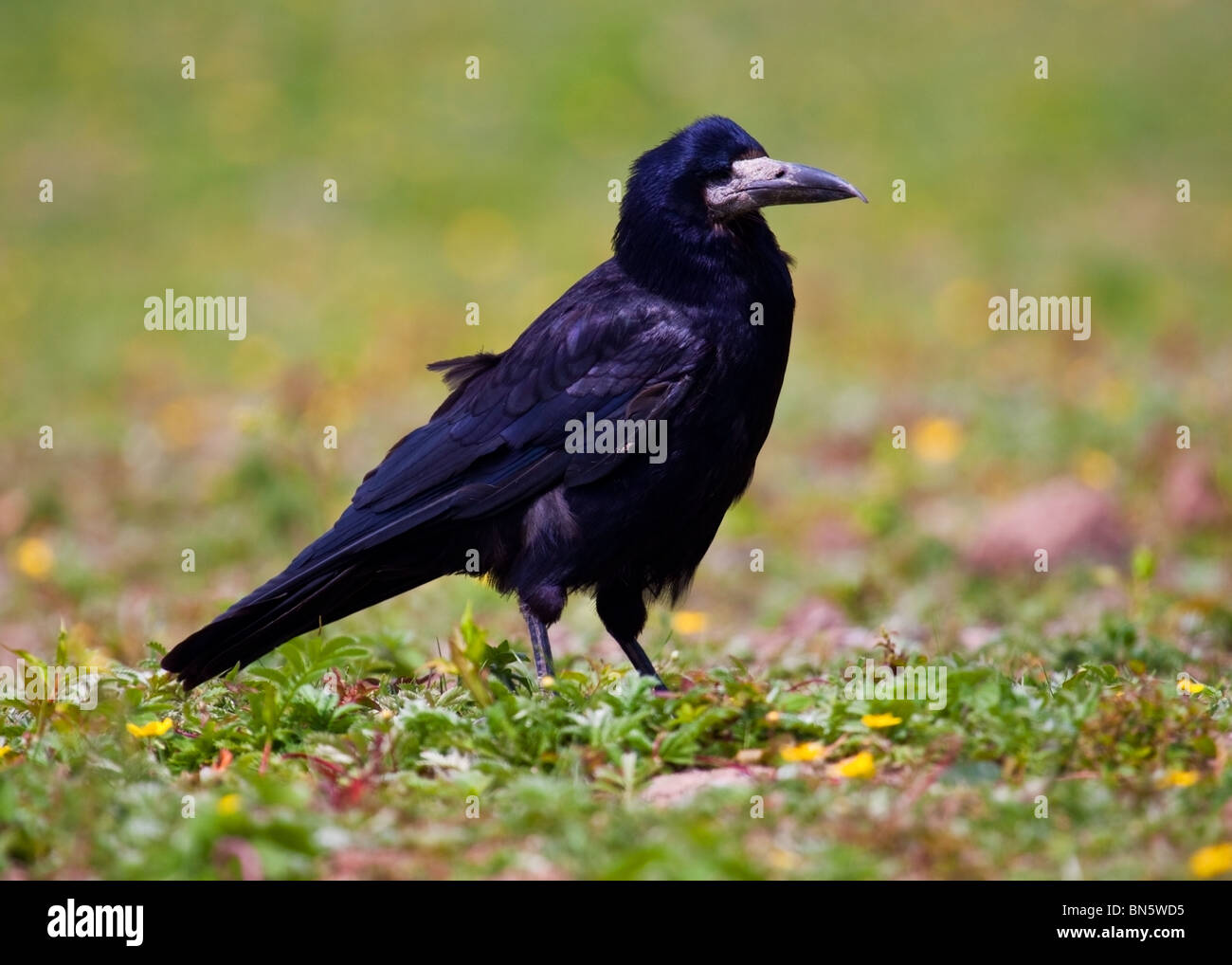 Single Rook High Resolution Stock Photography and Images - Alamy