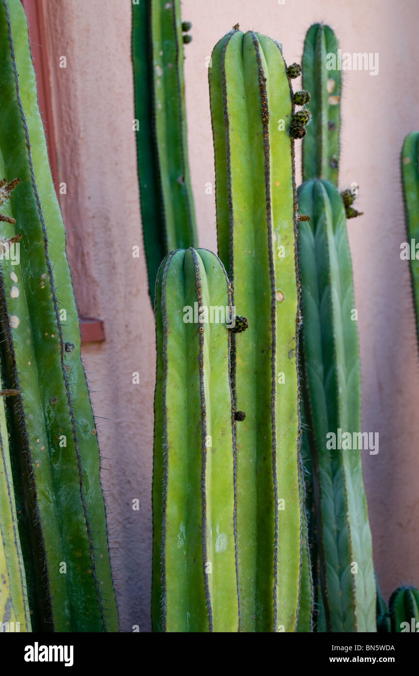 Tall cactus wall hi-res stock photography and images - Alamy