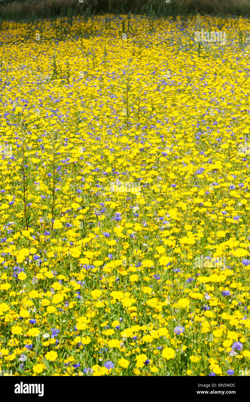 Carpet of wild flowers on the roadside verge Stock Photo - Alamy