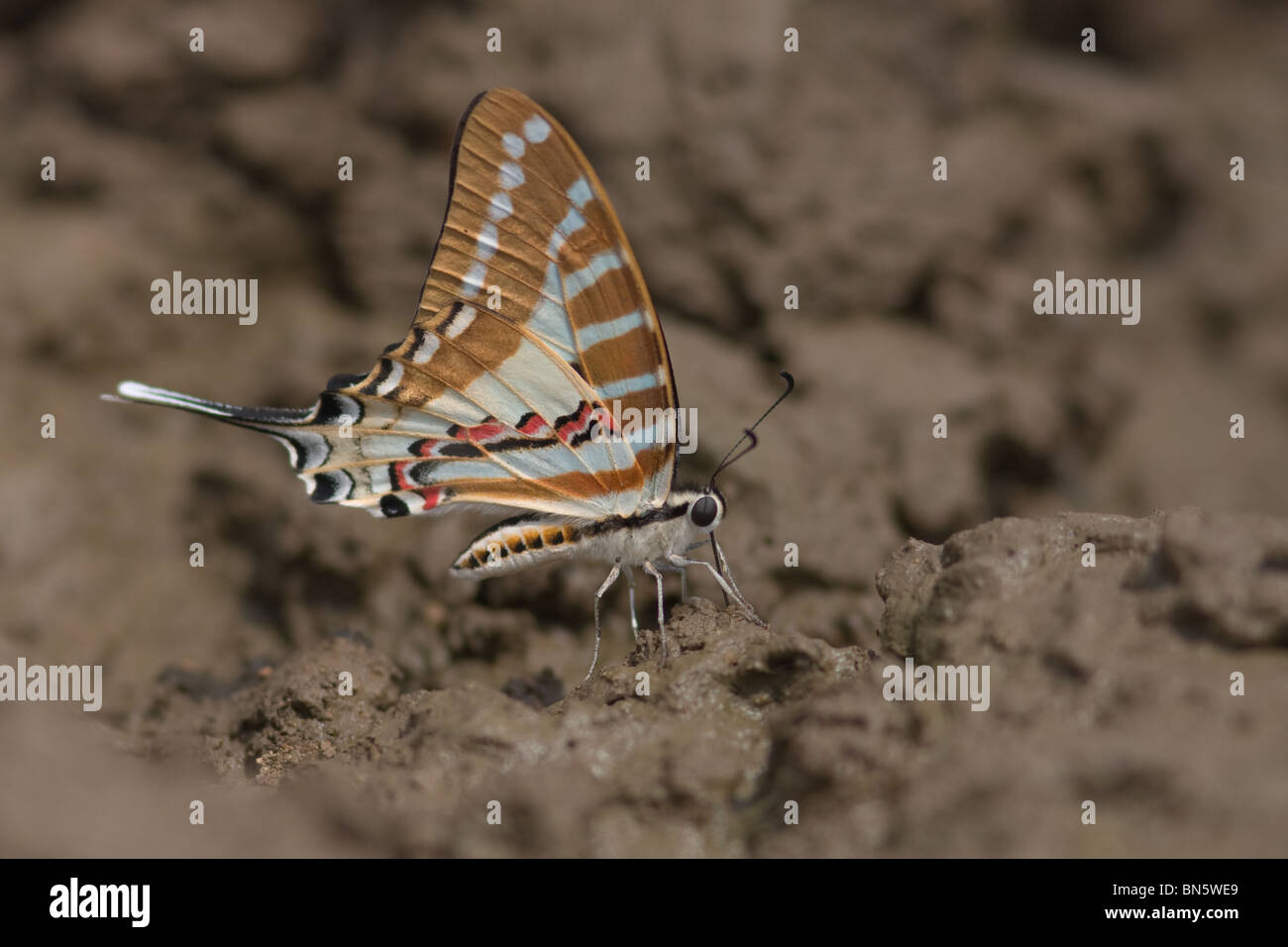 Spot swordtail butterfly hi-res stock photography and images - Alamy