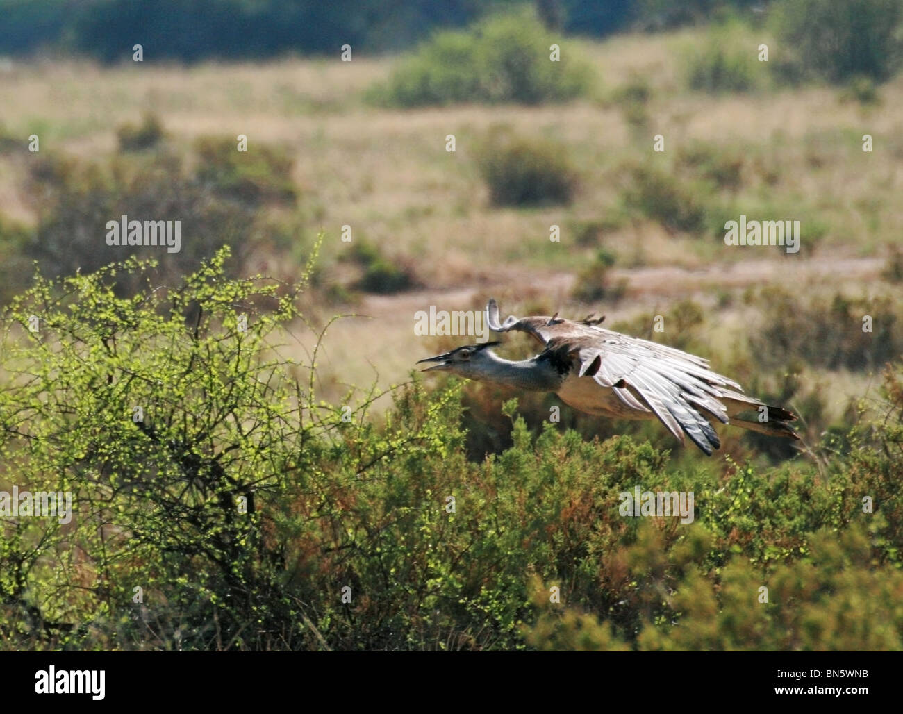 Kori Bustard Flying