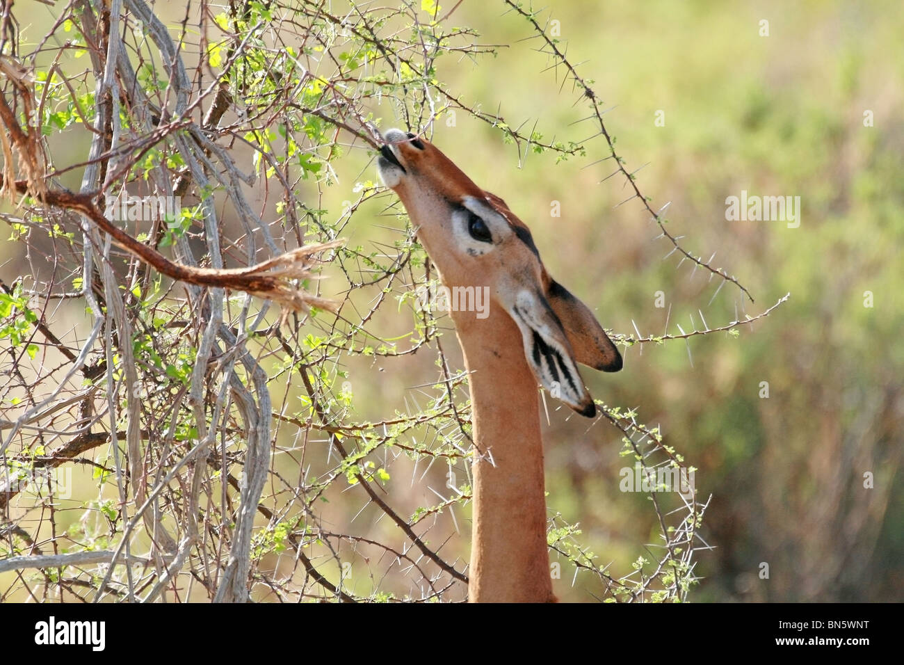Gerenuk antelope eating leaves in Samburu National Reserve, Kenya, East ...