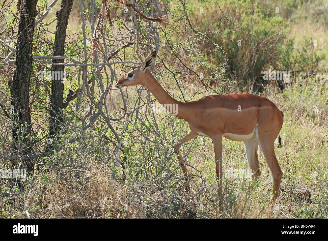 Gerenuk antelope eating leaves in Samburu National Reserve, Kenya, East ...