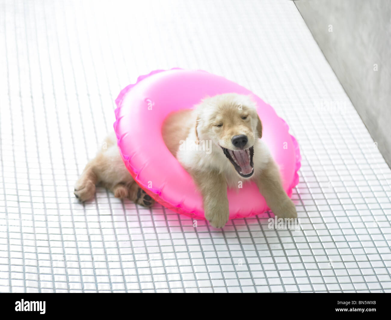 Puppy with swim ring Stock Photo - Alamy