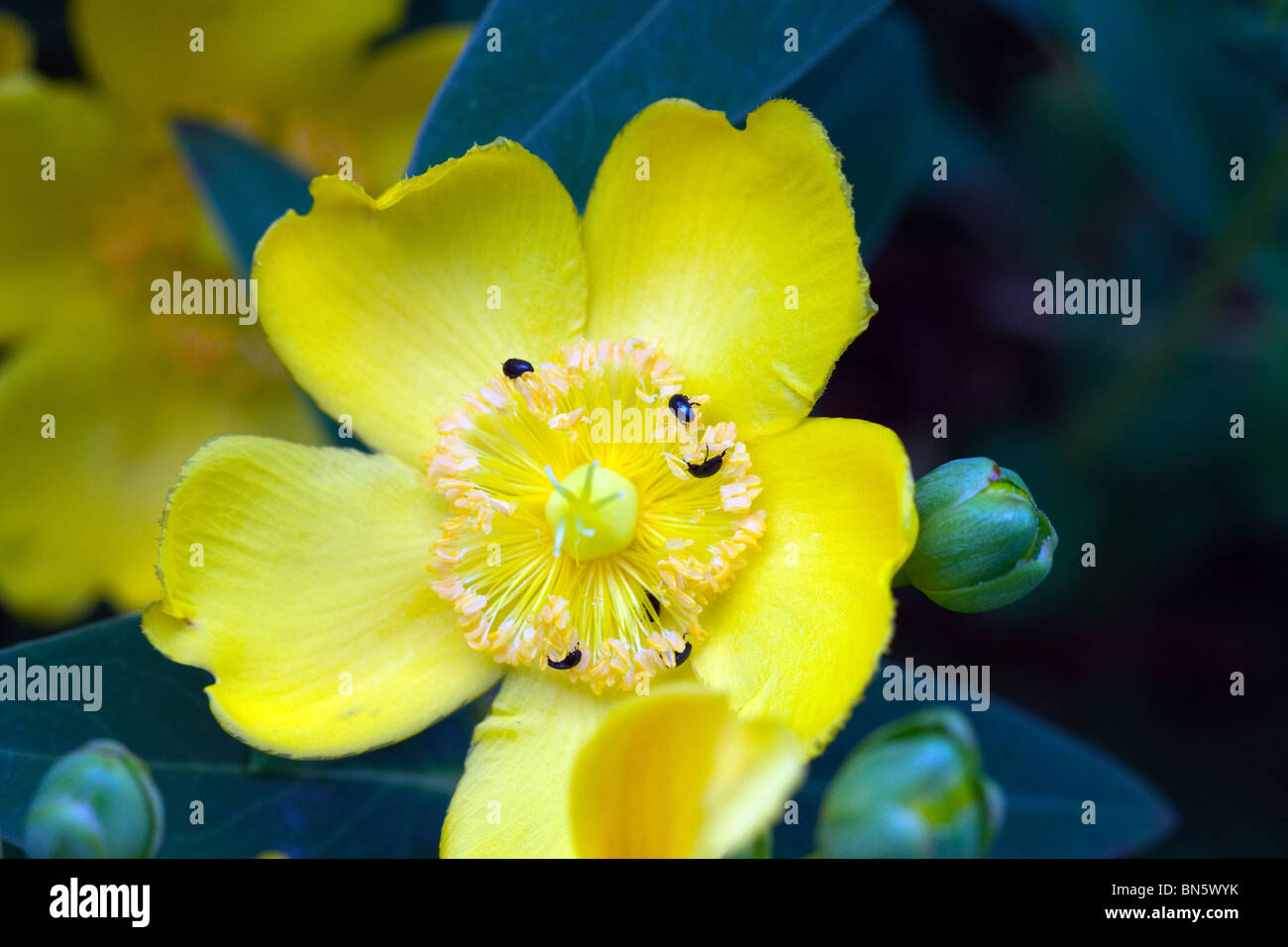 hypericum flower with black beetles Stock Photo - Alamy