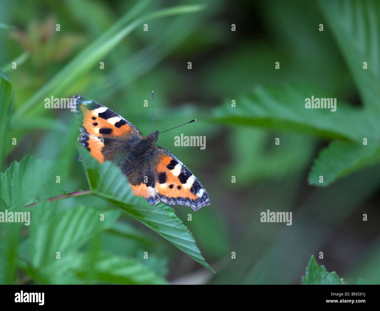 Large tortoiseshell butterfly hi-res stock photography and images - Alamy