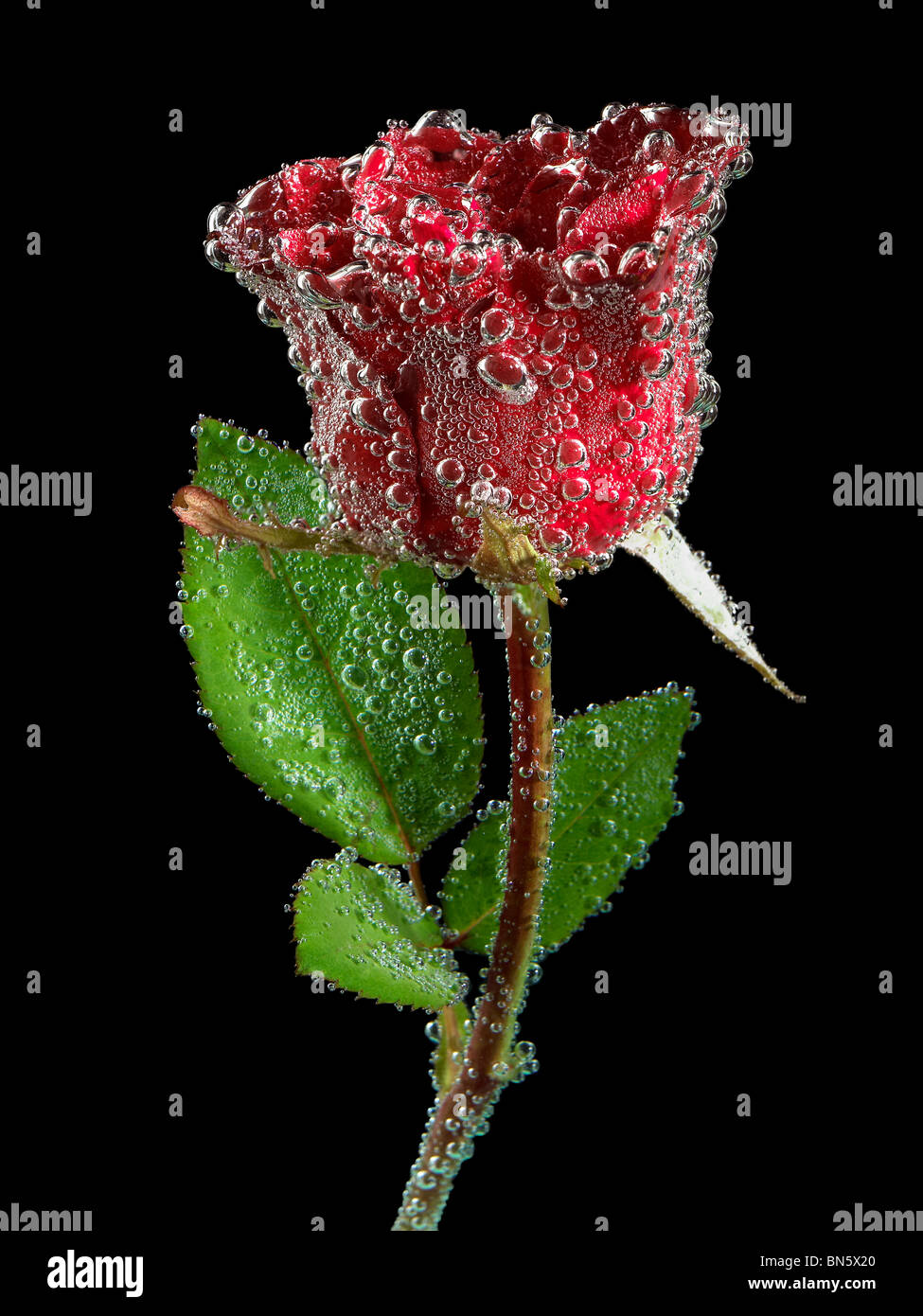 Rose with bubble on black background Stock Photo - Alamy