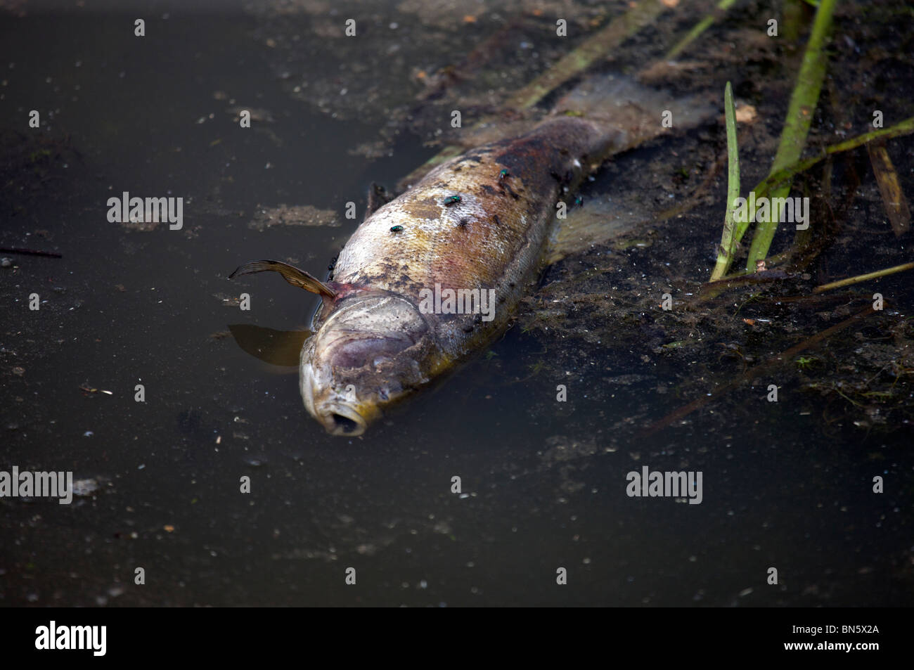 dead canal fish Stock Photo - Alamy