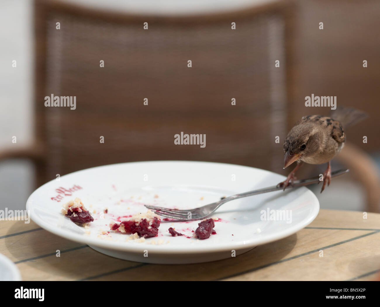 Sparrow Wants Cake Stock Photo - Alamy