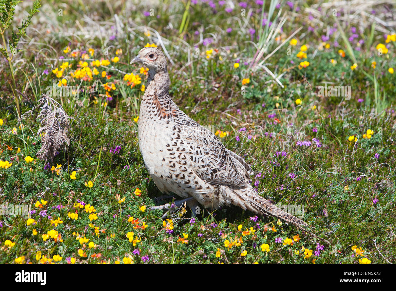 a female common Pheasant amongst flowers on Tresco, Scilly Isles, UK ...