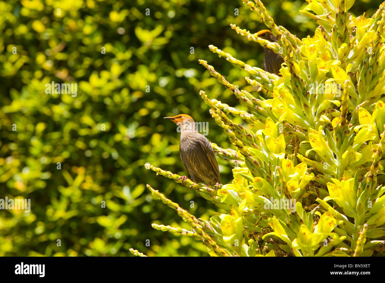 A young Starling (Strunus vulgaris) with its head coated with orange ...