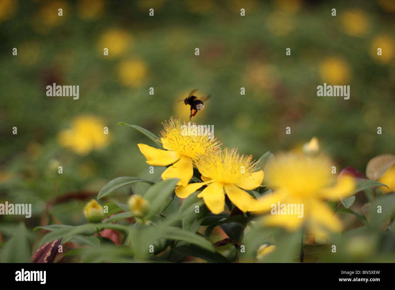 John bee hi-res stock photography and images - Alamy