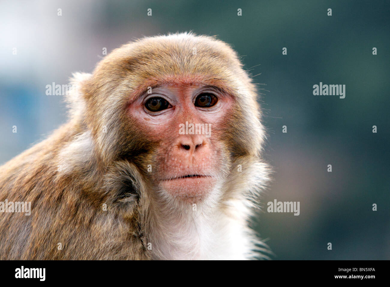 Cool monkey hi-res stock photography and images - Alamy