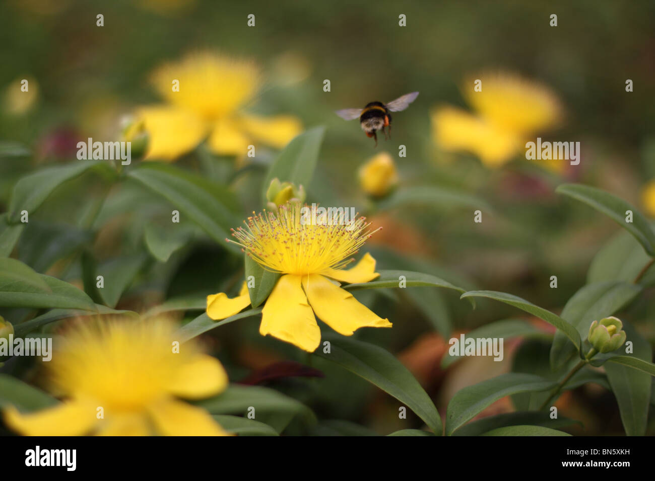 Bee visiting rose hi-res stock photography and images - Alamy