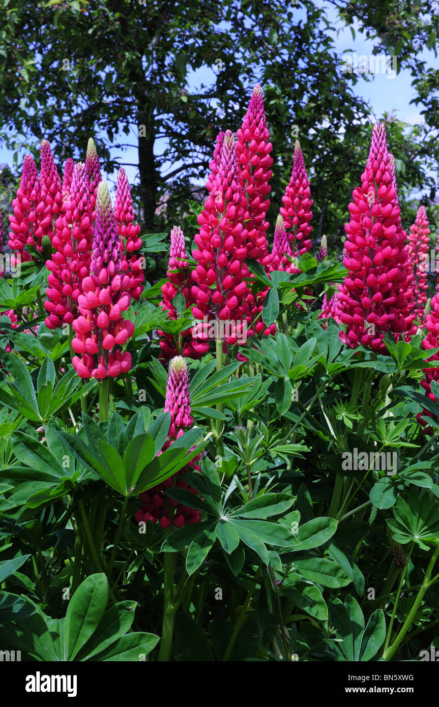 Lupin flowers in cottage garden hi-res stock photography and images - Alamy