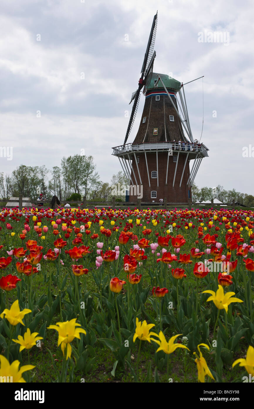 Tulip time festival Dutch Holland Michigan windmill De Zwaan Island ...